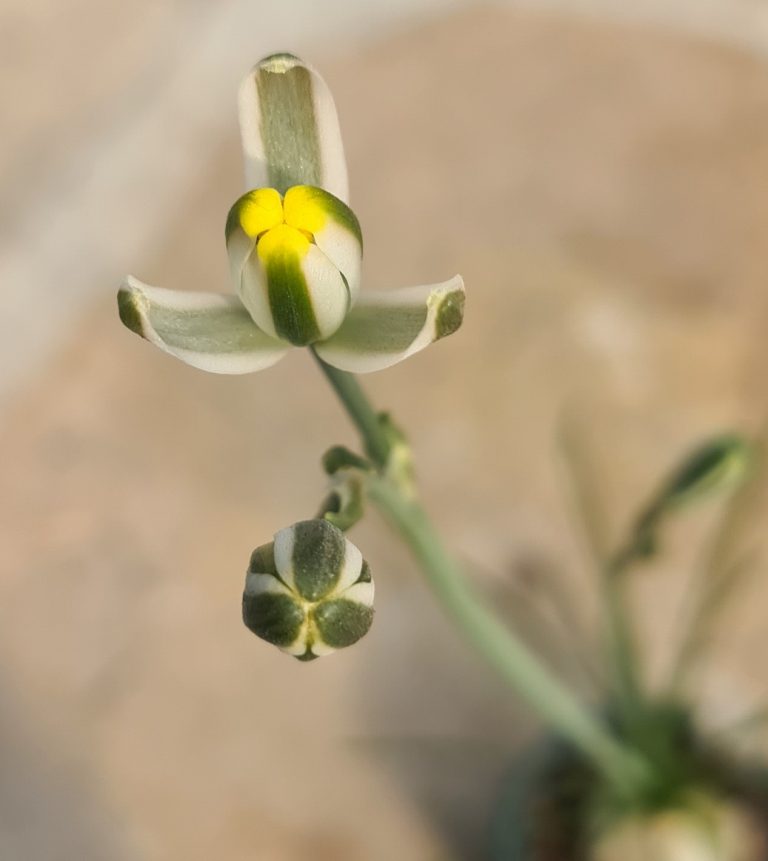 Albuca humilis
