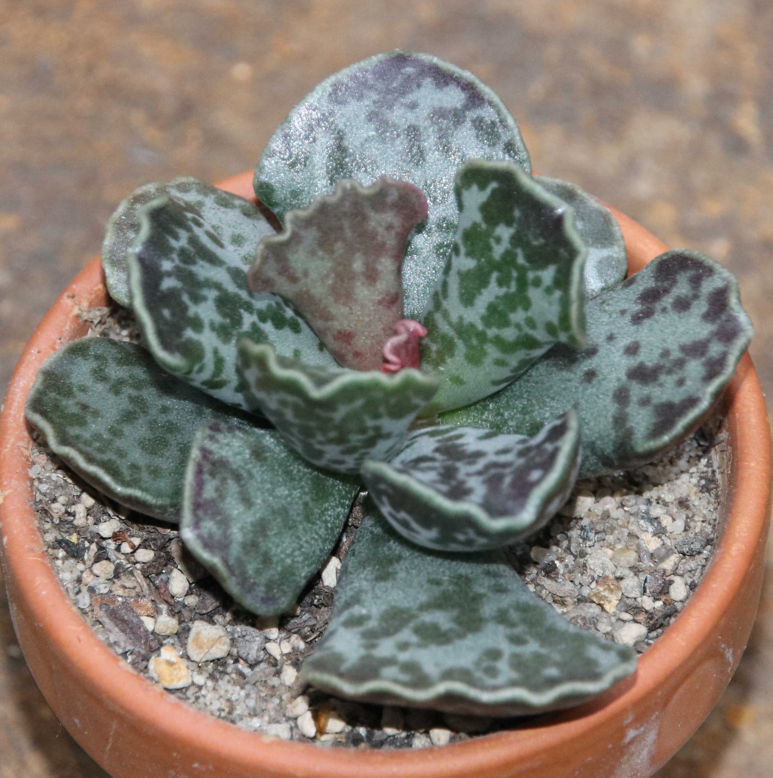Adromischus cooperi – Kakteen Shop