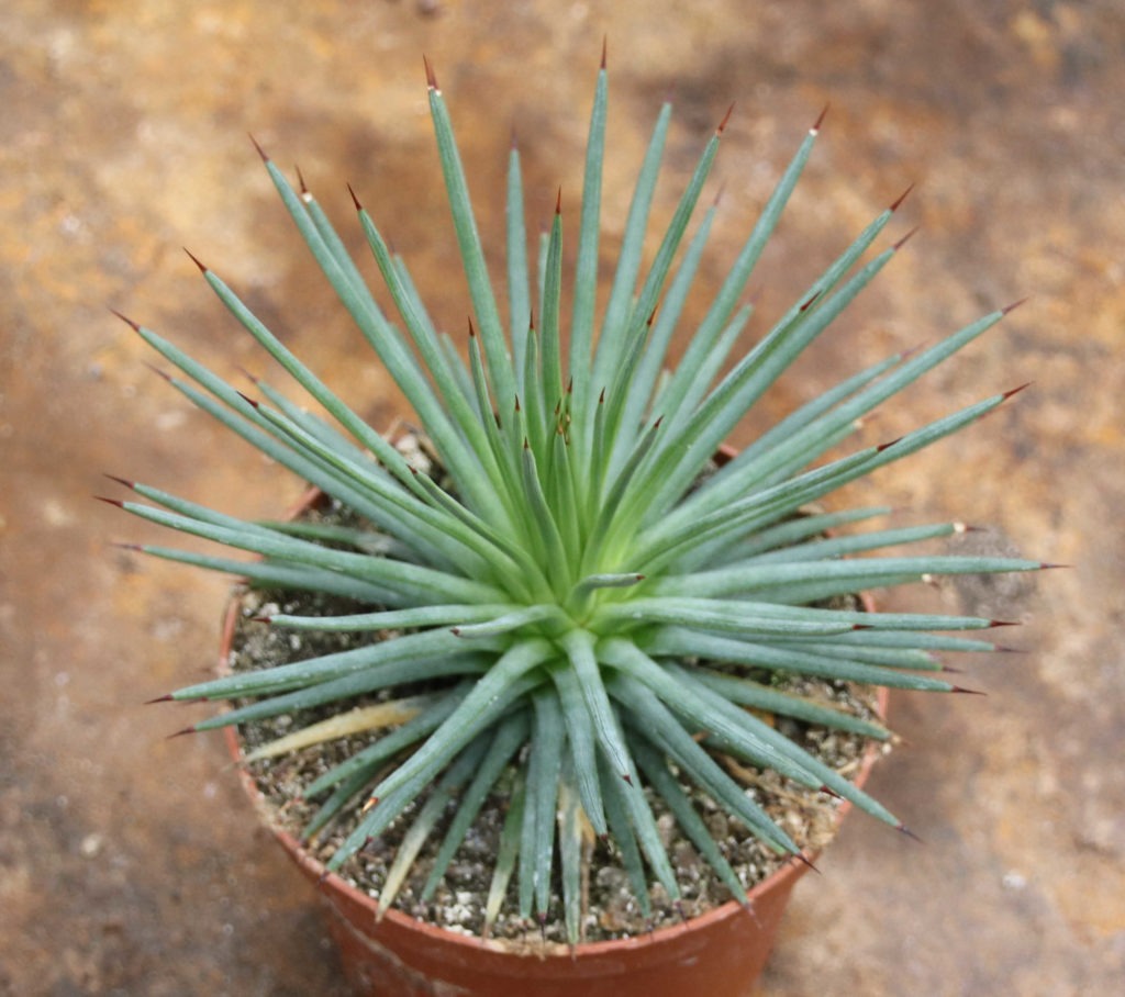 Agave stricta nana – Kakteen Matk