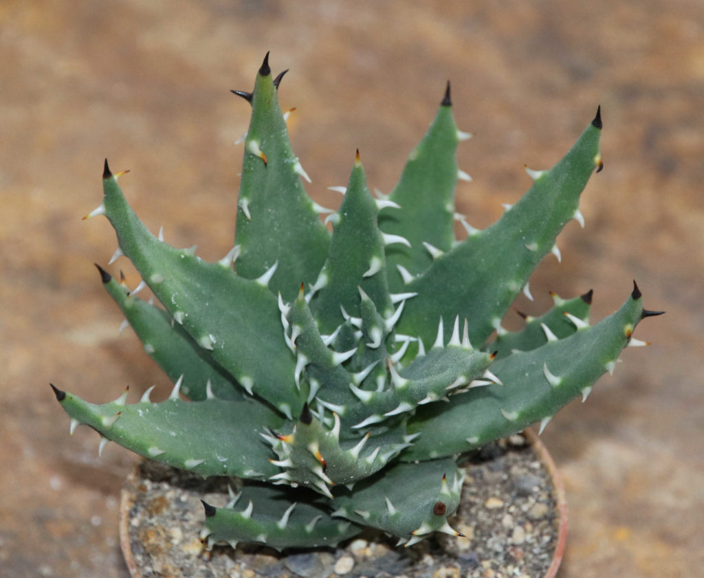 Aloe melanacantha