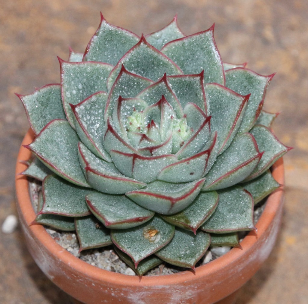 Echeveria cv. Red Edge