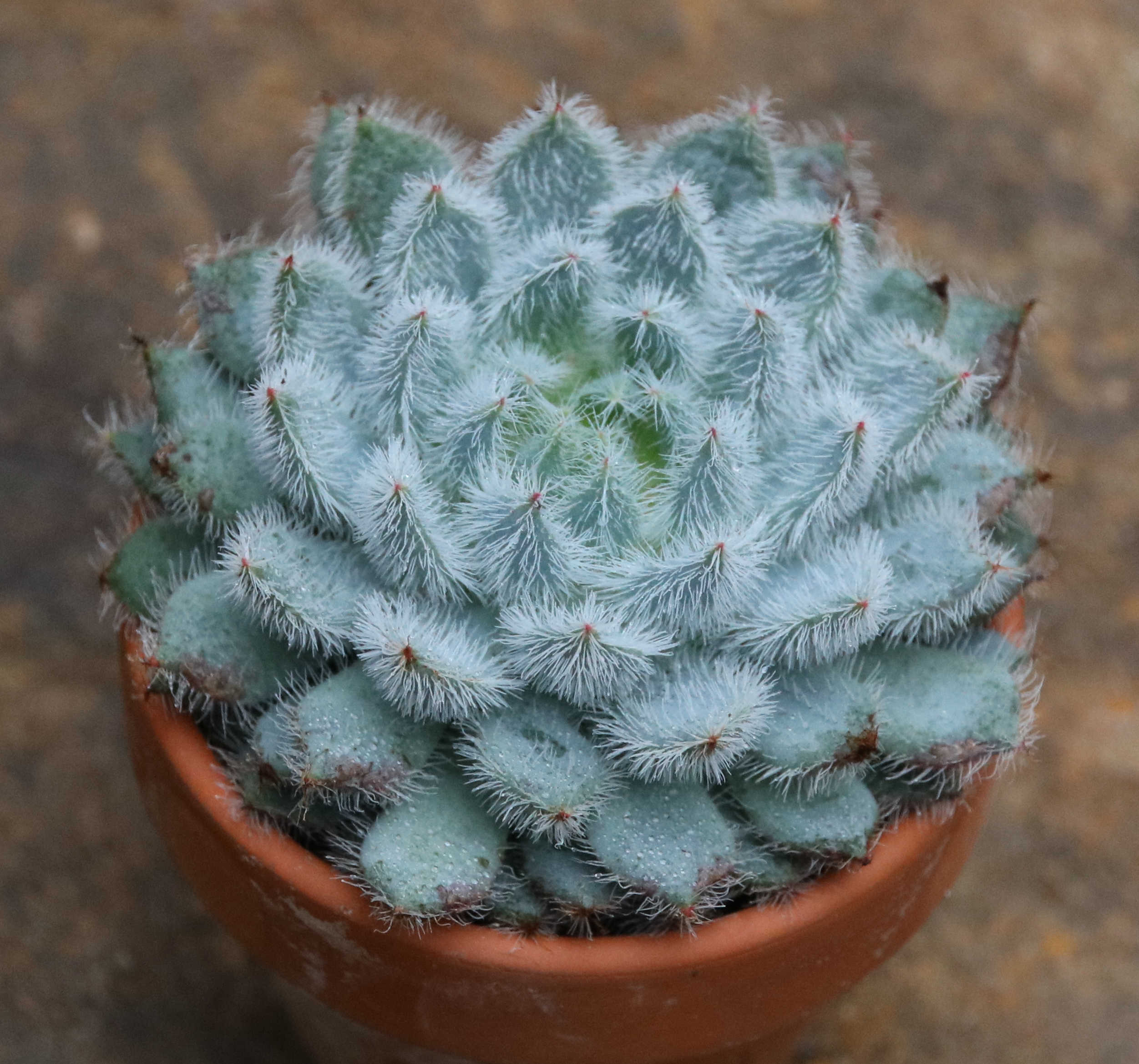 Echeveria setosa var. deminuta – Kakteen Shop