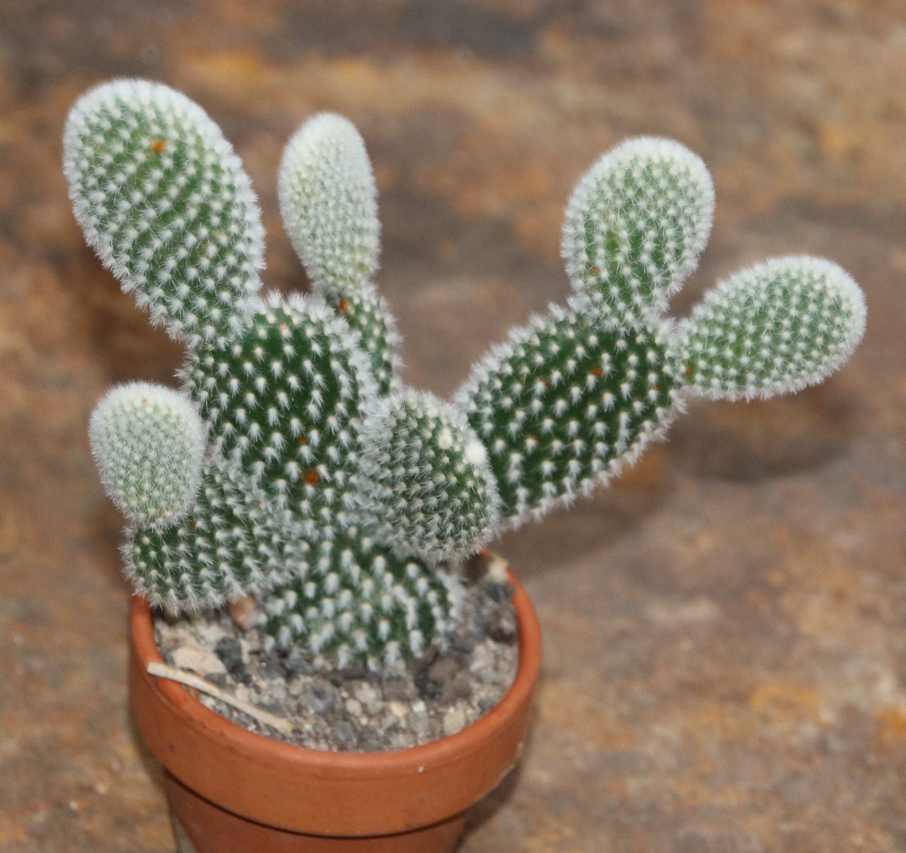 Opuntia microdasys albispina