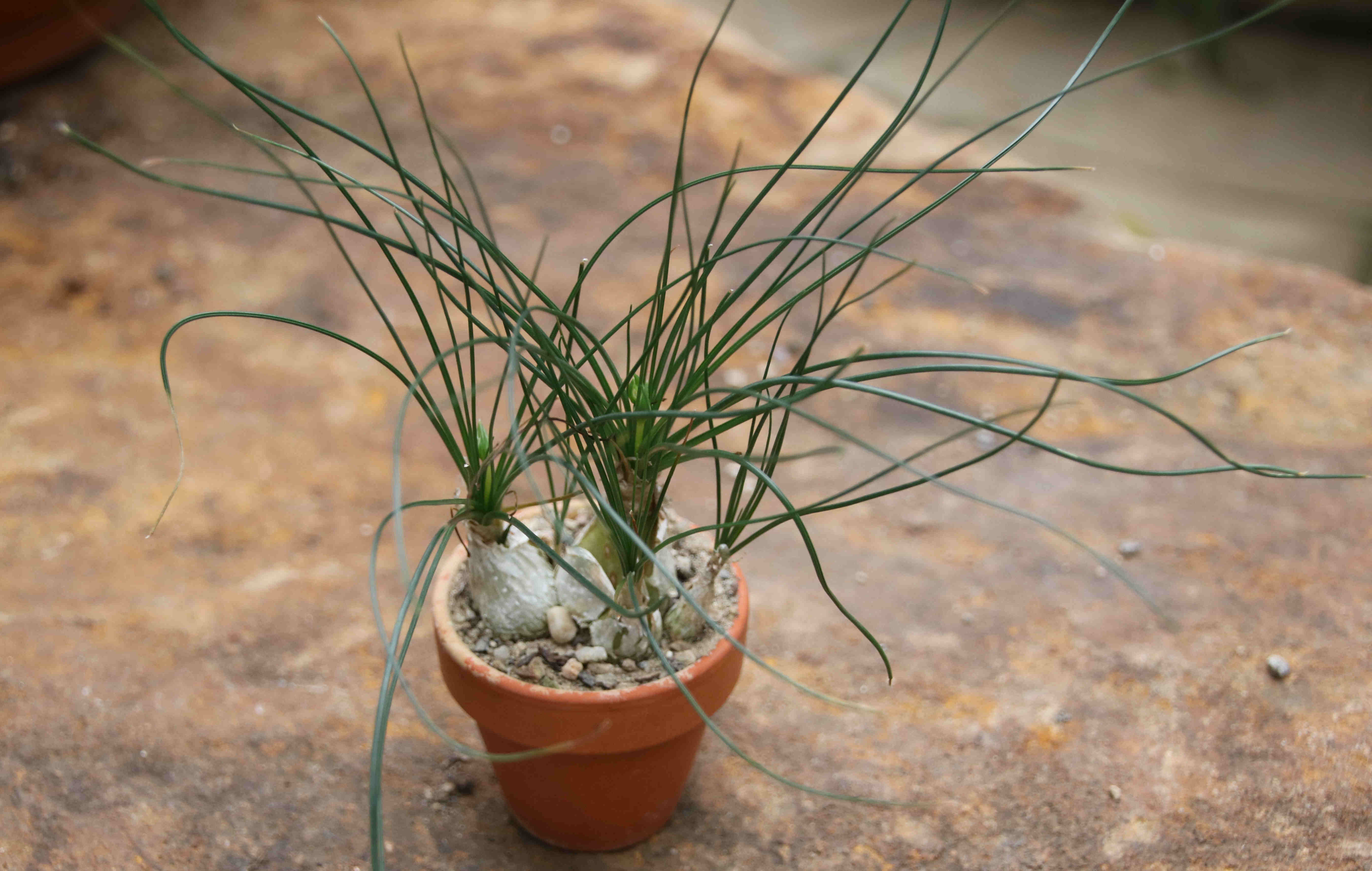 Albuca humilis – Kakteen Shop