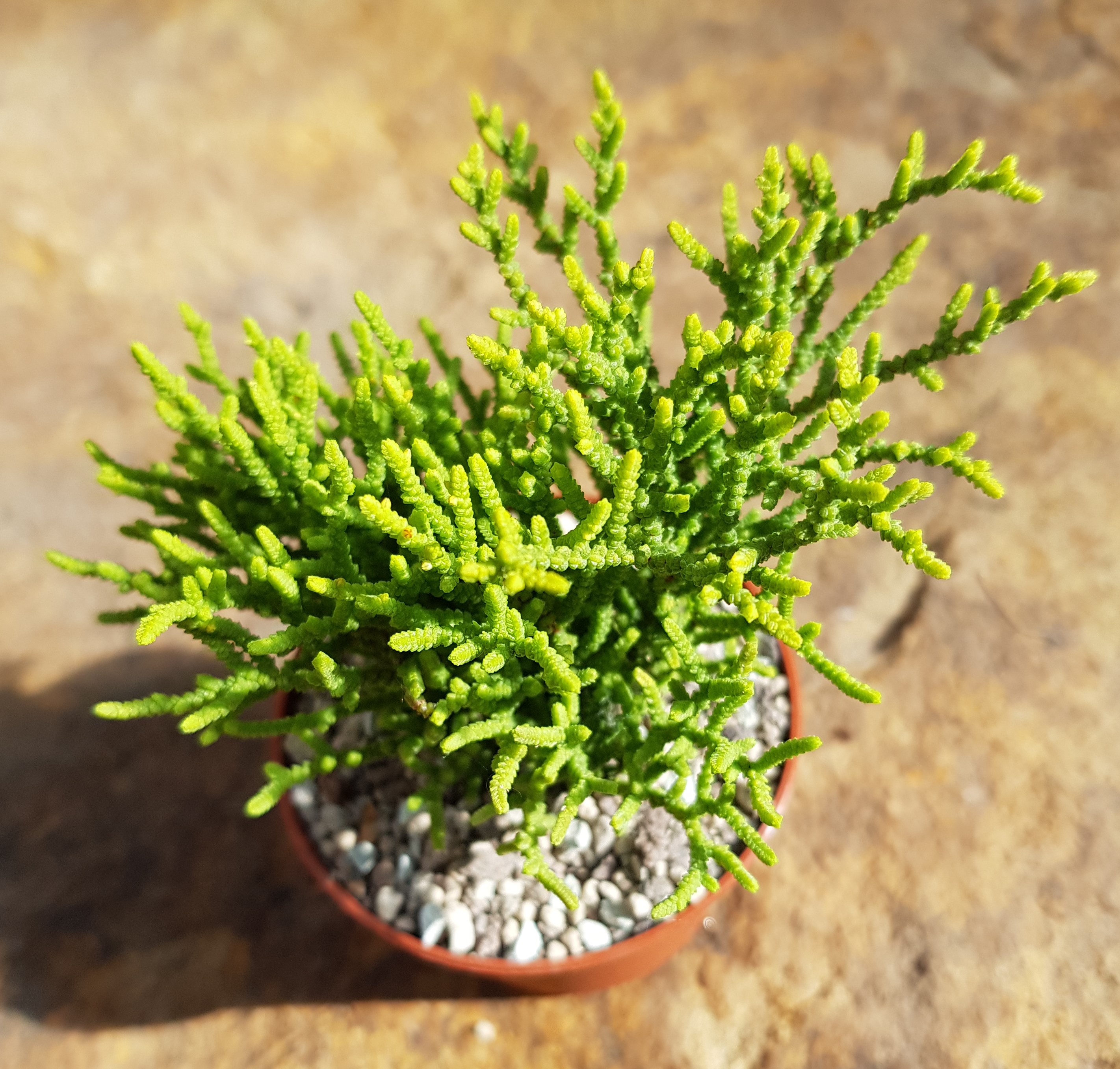 Crassula muscosa var. minor – Kakteen Matk