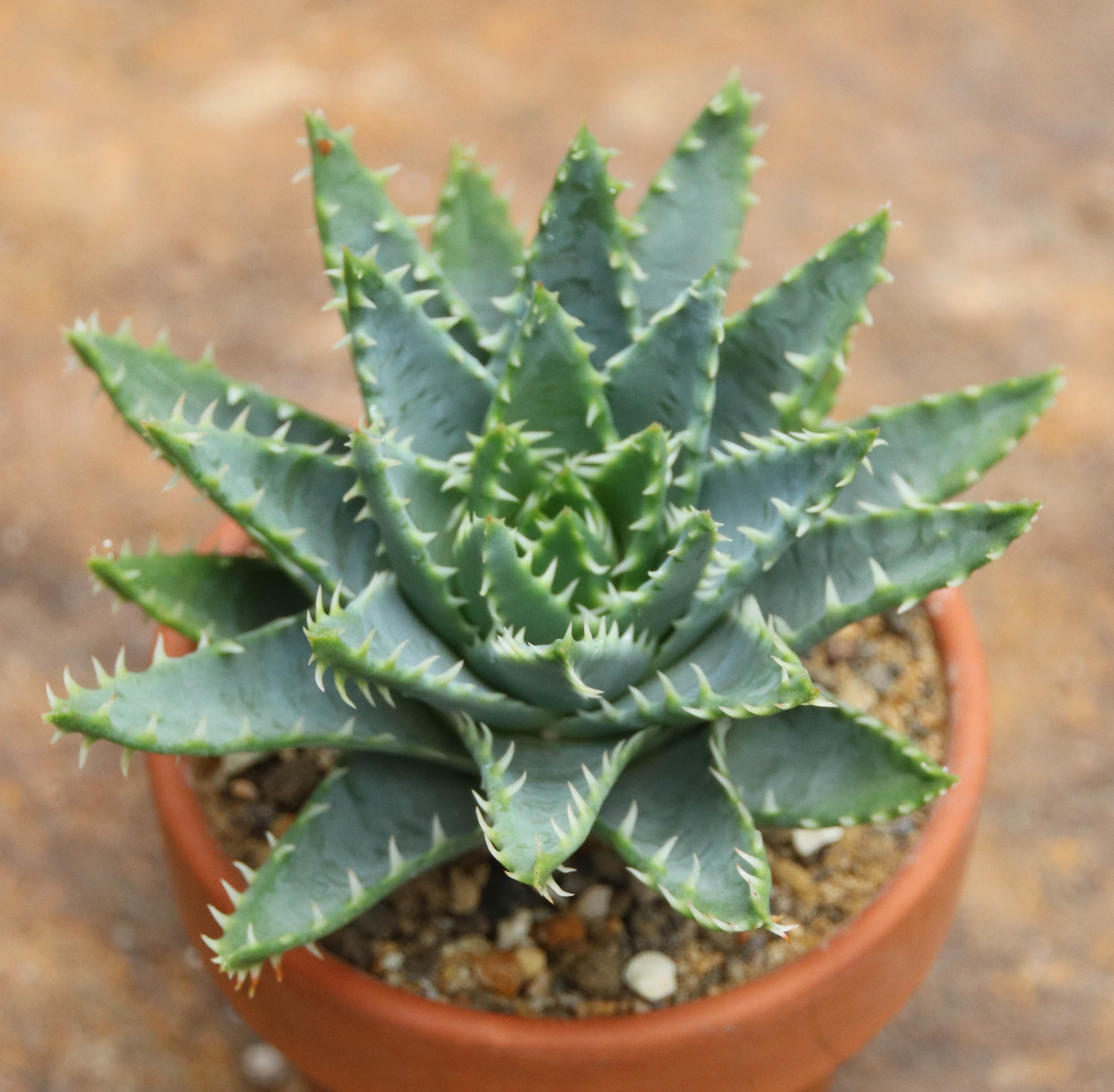 Aloe brevifolia