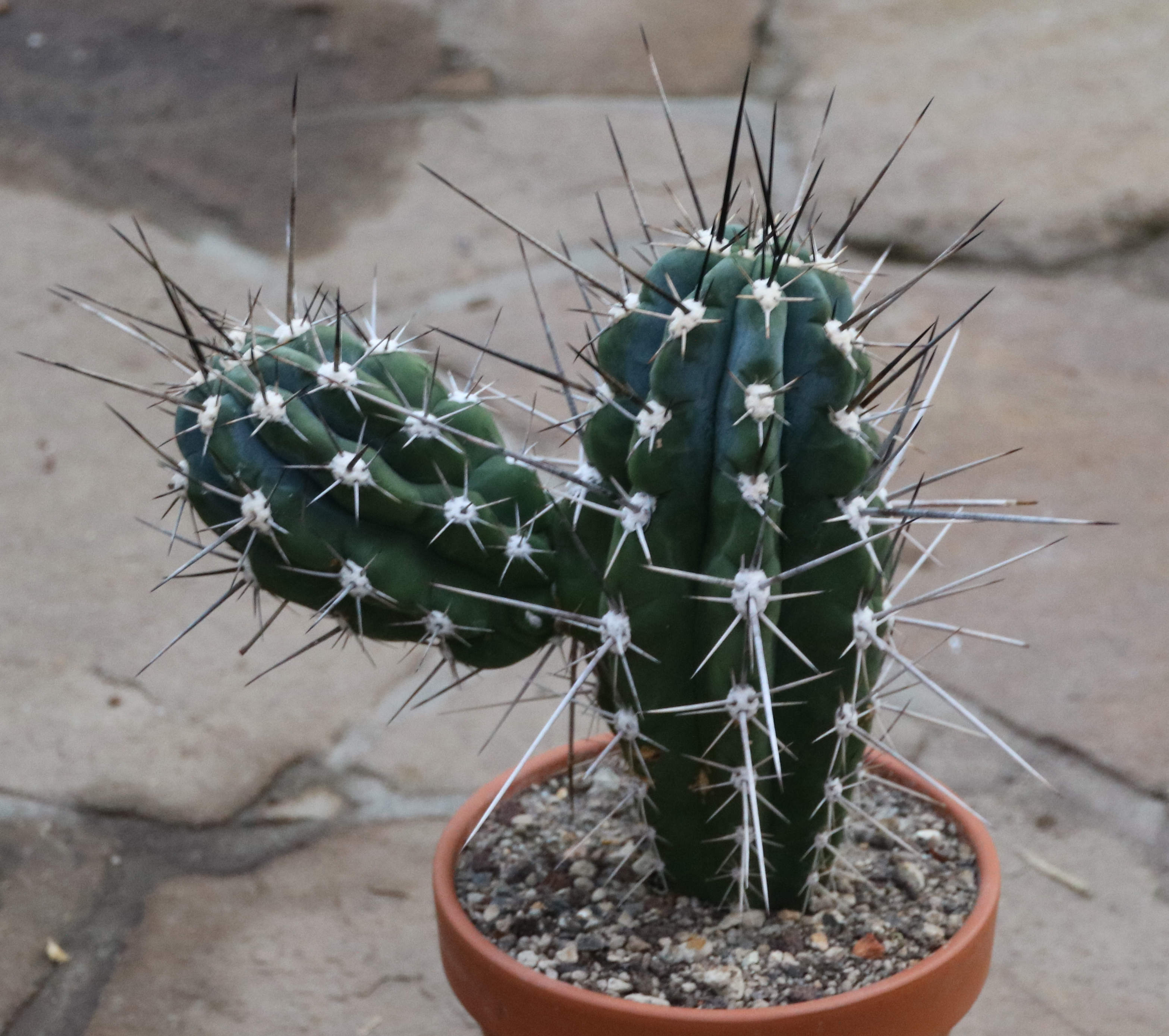 Stetsonia coryne – Kakteen Shop