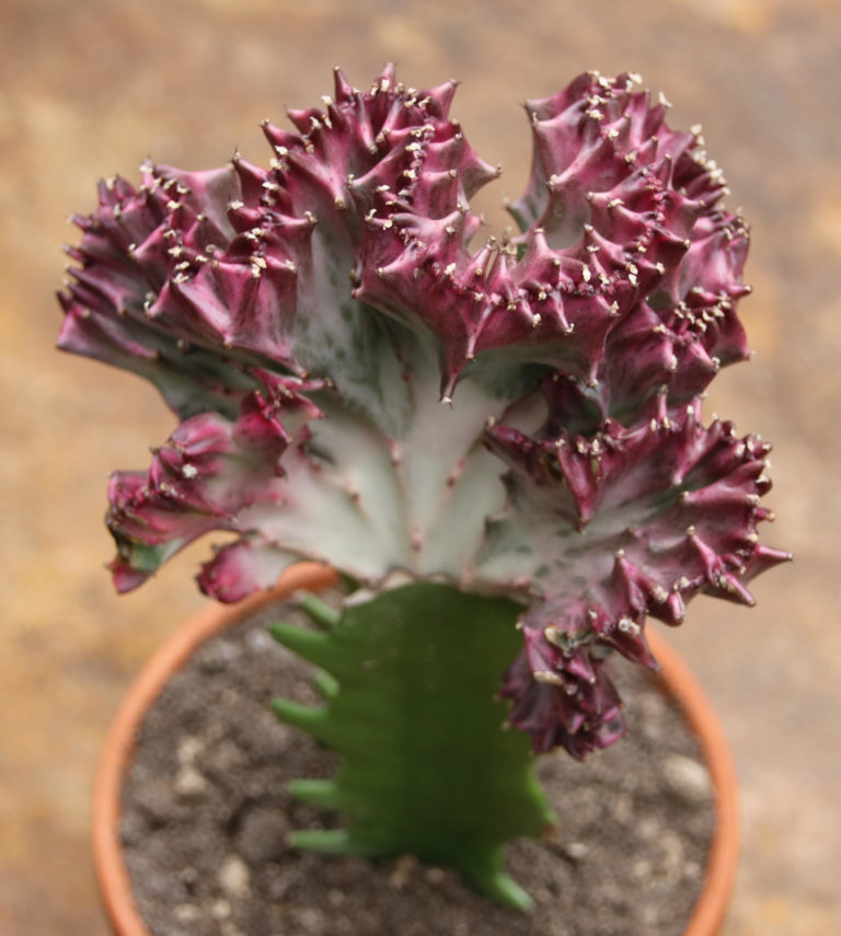 Exciting Euphorbia Lactea Cristata Pictures