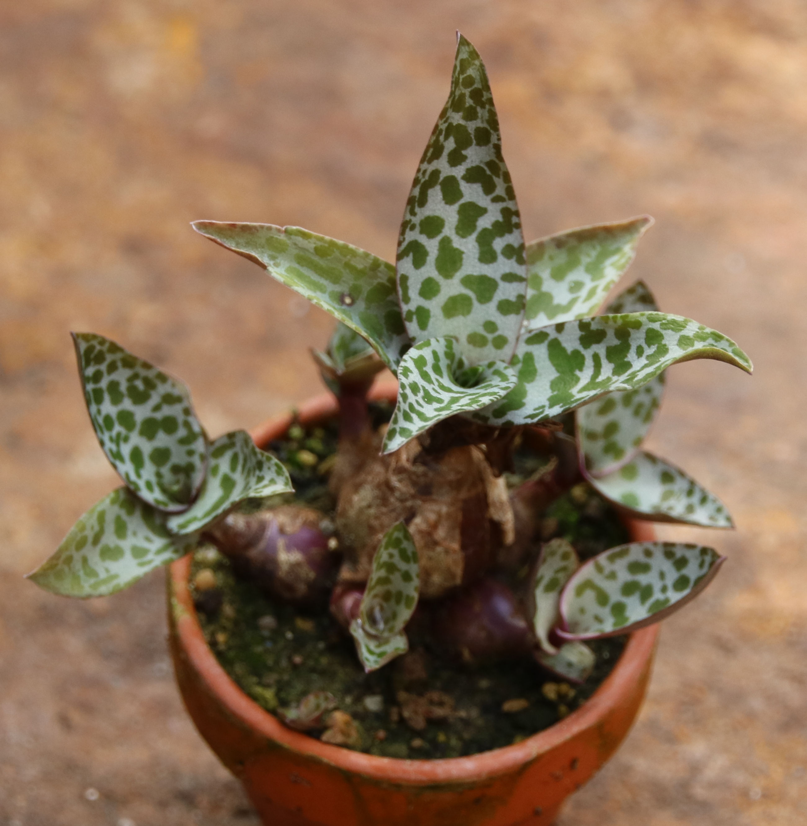 Ledebouria violacea (Scilla Violacea ) – Kakteen Shop