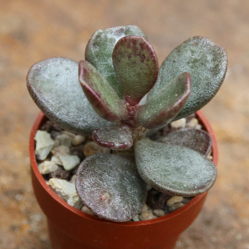 Adromischus Archive - Helmut Matk Kakteenkulturen
