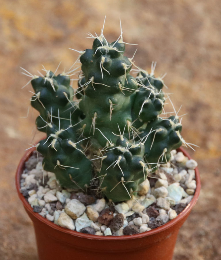 Maihueniopsis subterranea ssp. incahuasi