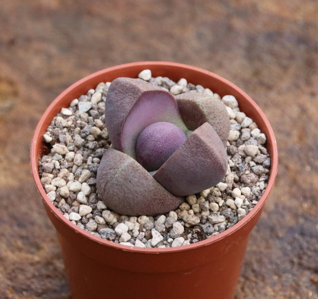 Pleiospilos nelii rubra – Kakteen Shop