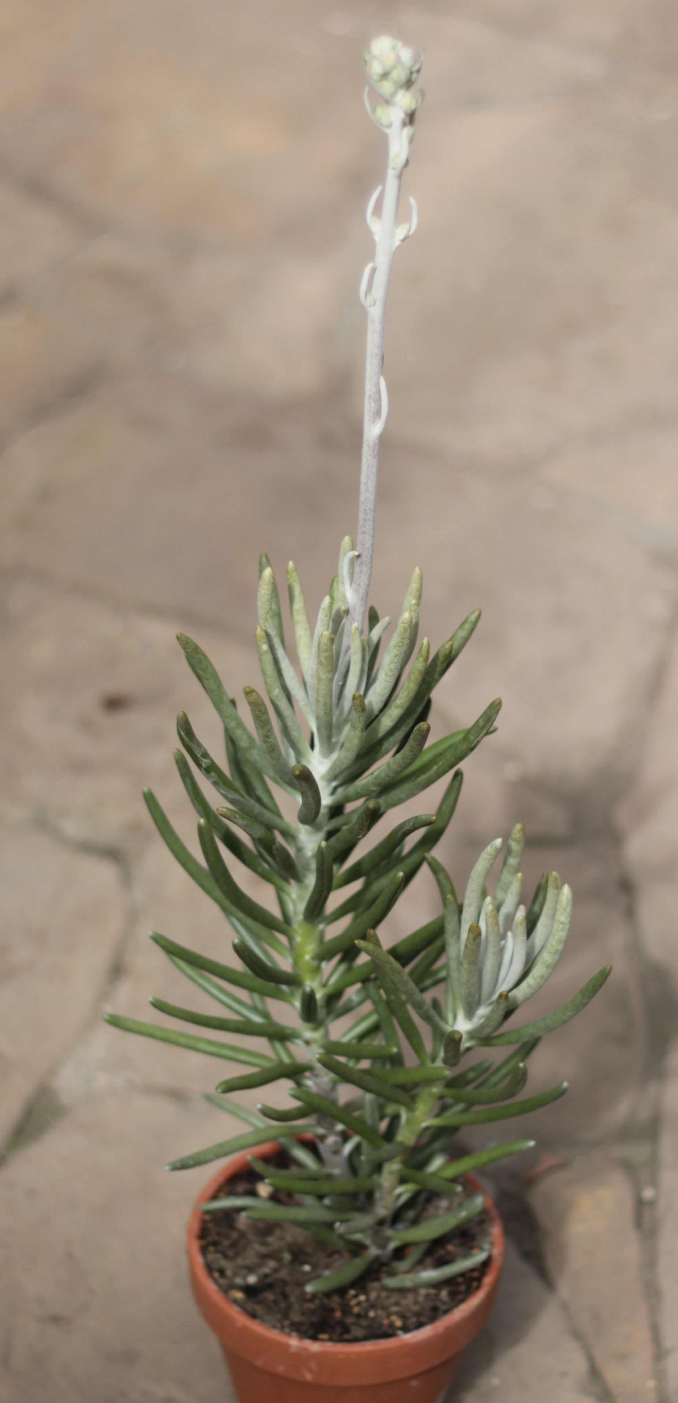 Senecio pyramidalis – Kakteen Shop