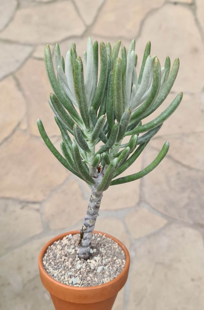 Senecio pyramidalis