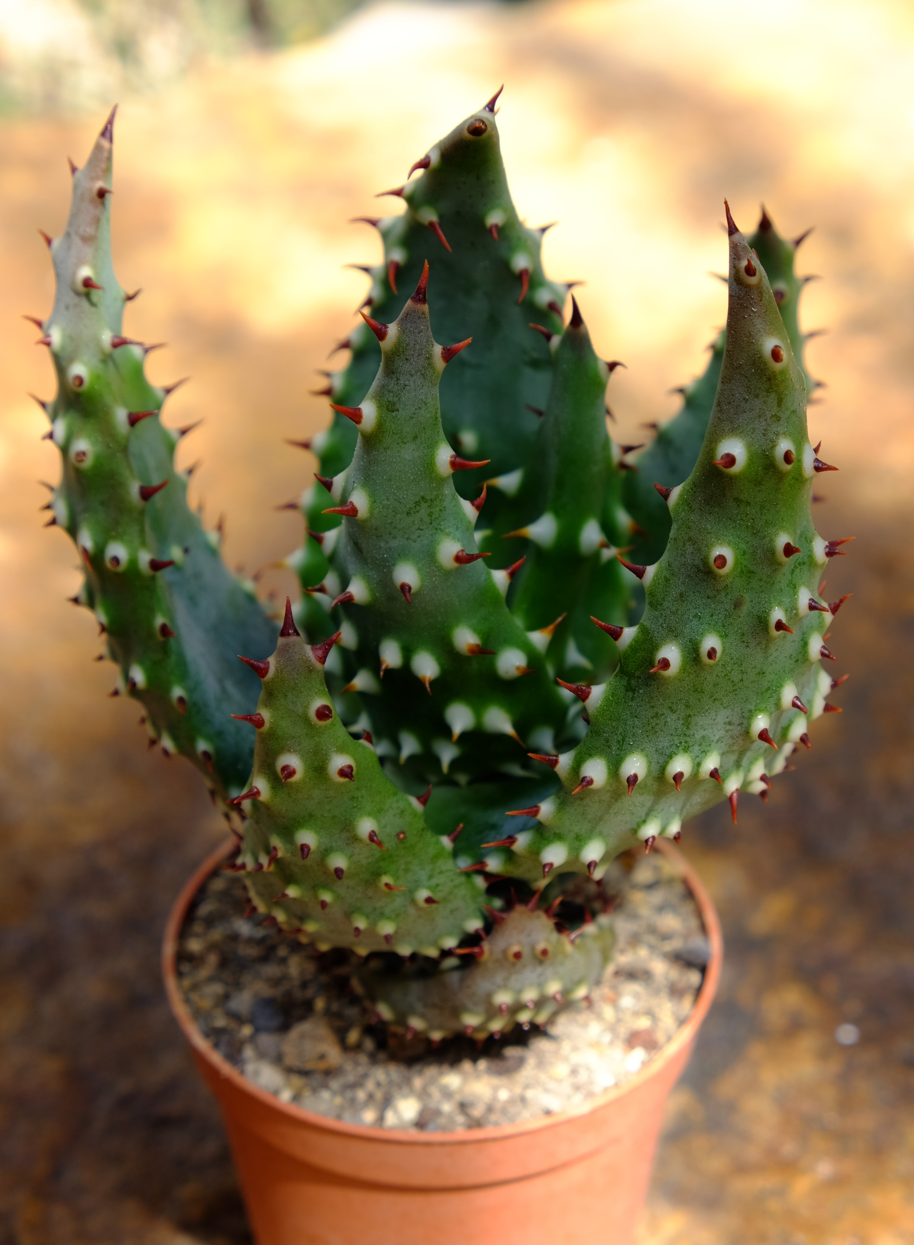 Aloe aculeata – Kakteen Shop