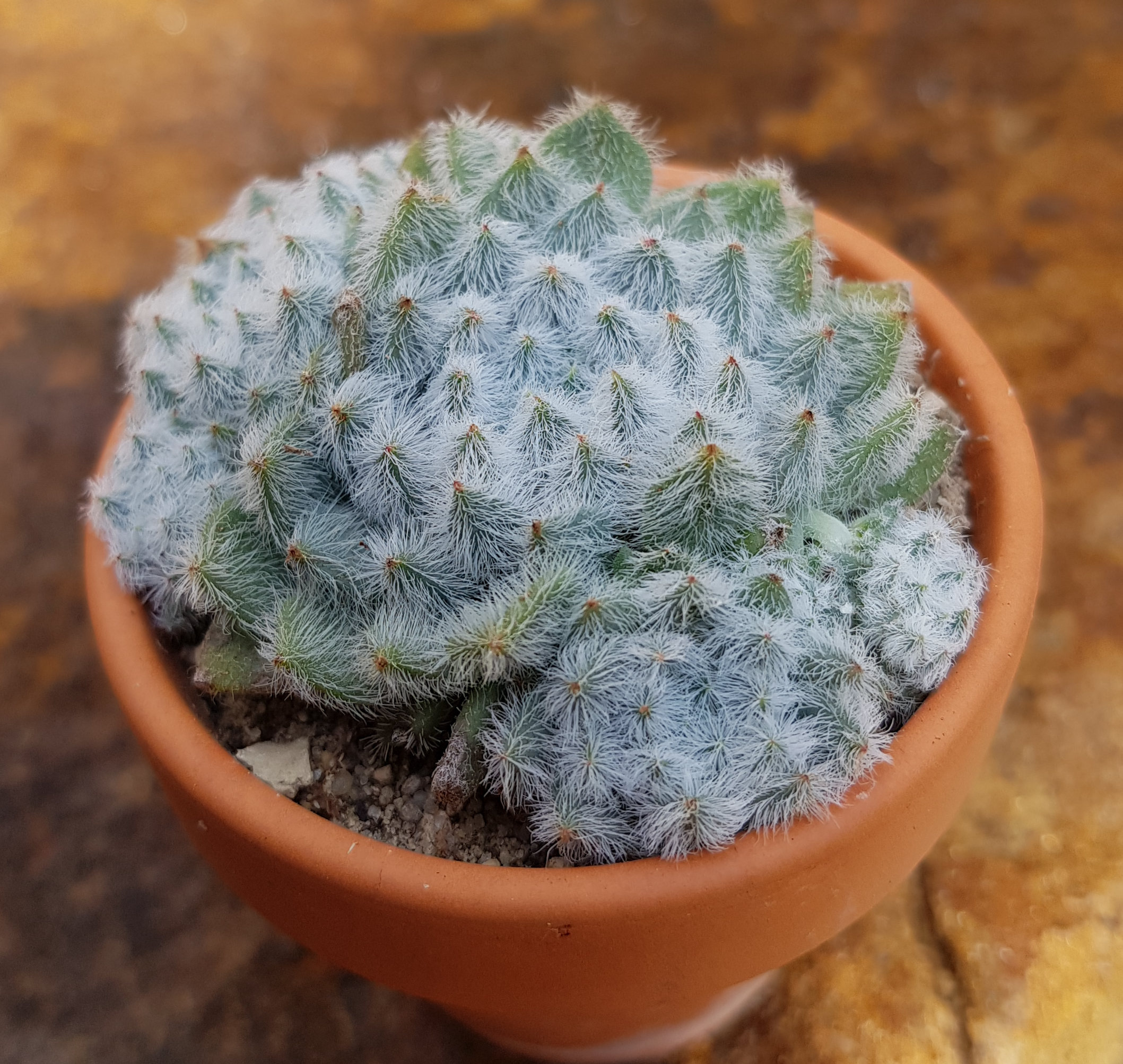 Echeveria setosa var. minor – Kakteen Shop