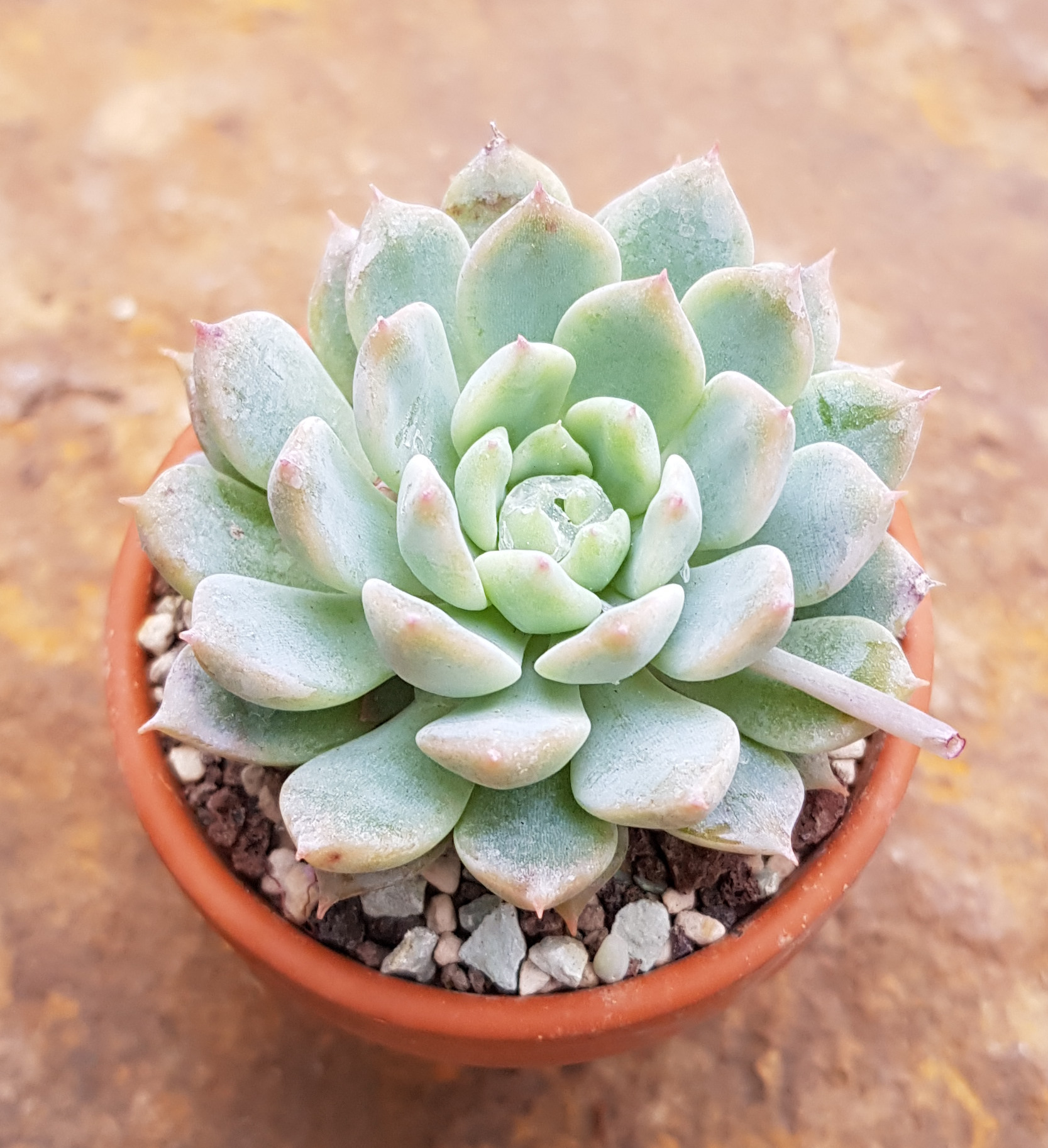 Echeveria prolifica – Kakteen Shop