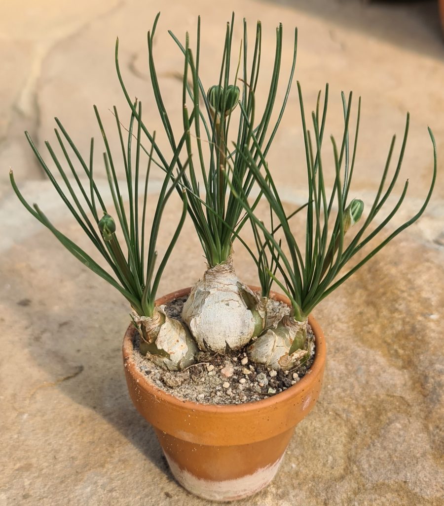 Albuca humilis