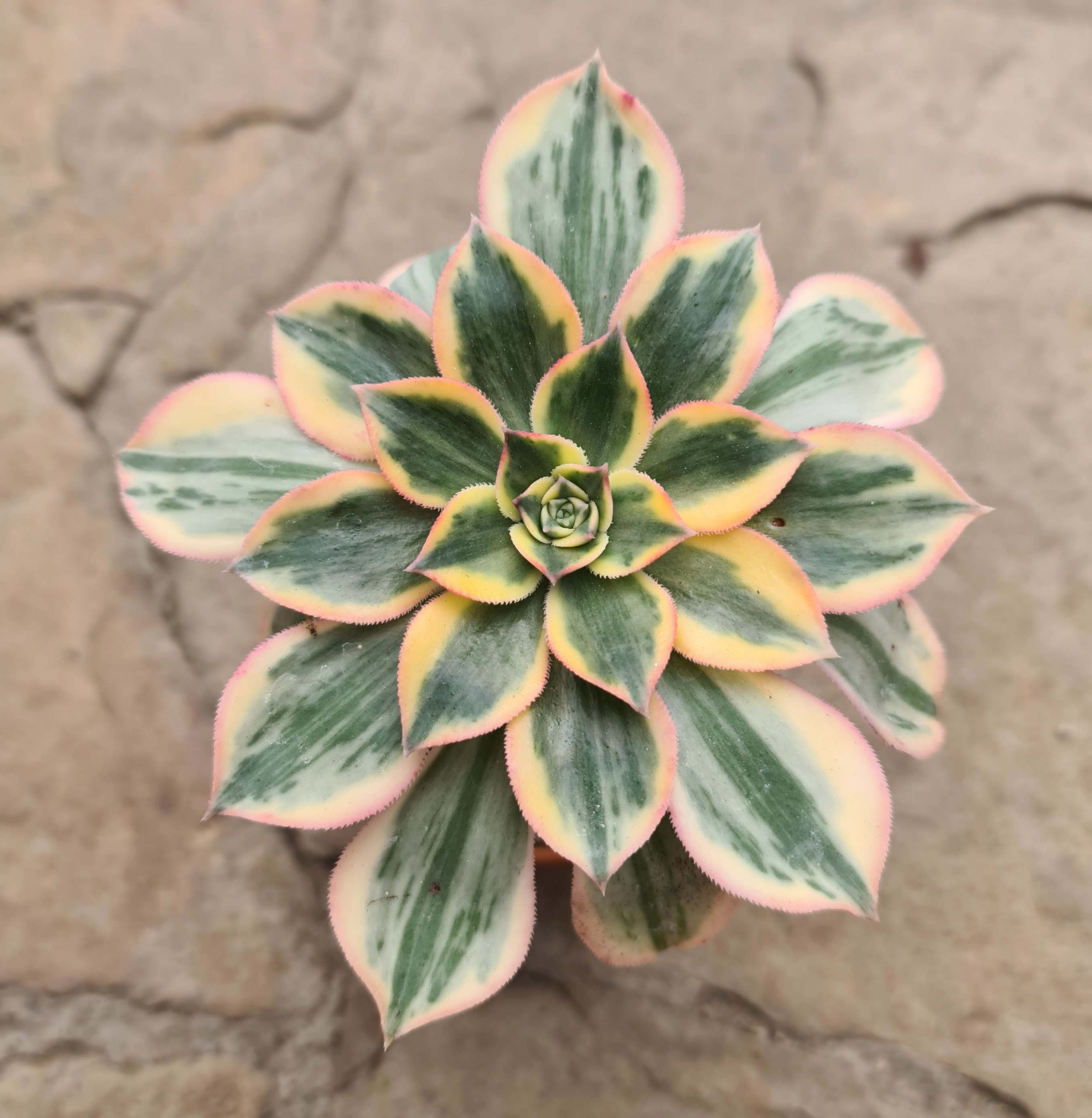 Aeonium decorum variegata c.v. tricolor Bearbeiten | Ansicht