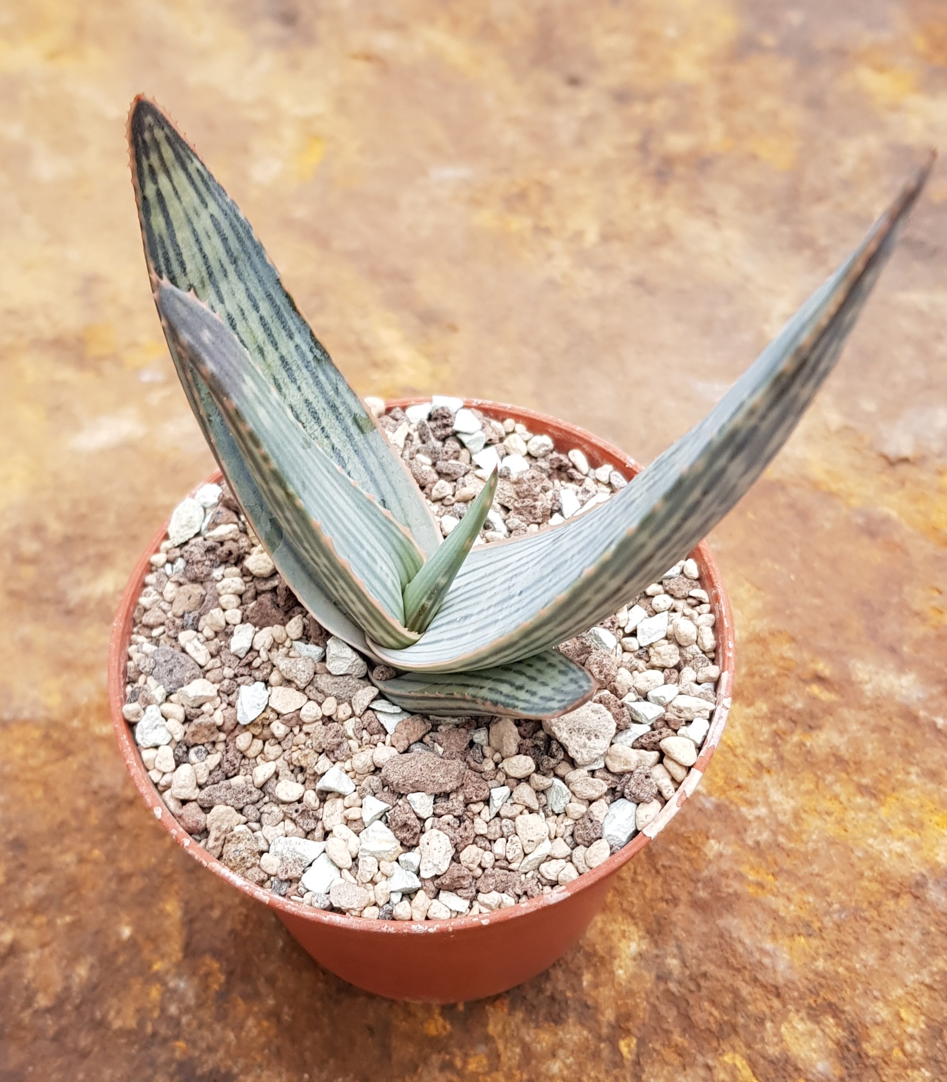 Aloe striata ssp.karasbergensis – Kakteen Matk