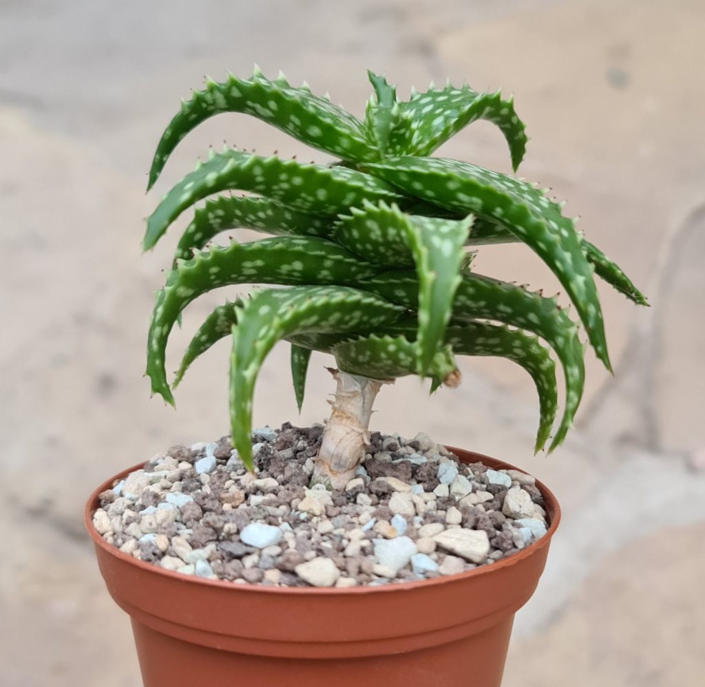 Aloe concinna var. zanzibar