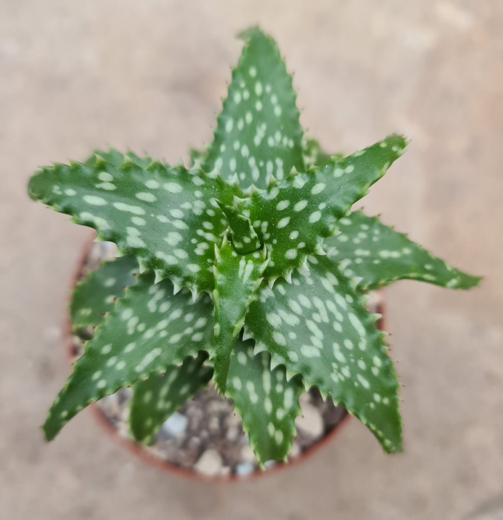 Aloe concinna var. zanzibar