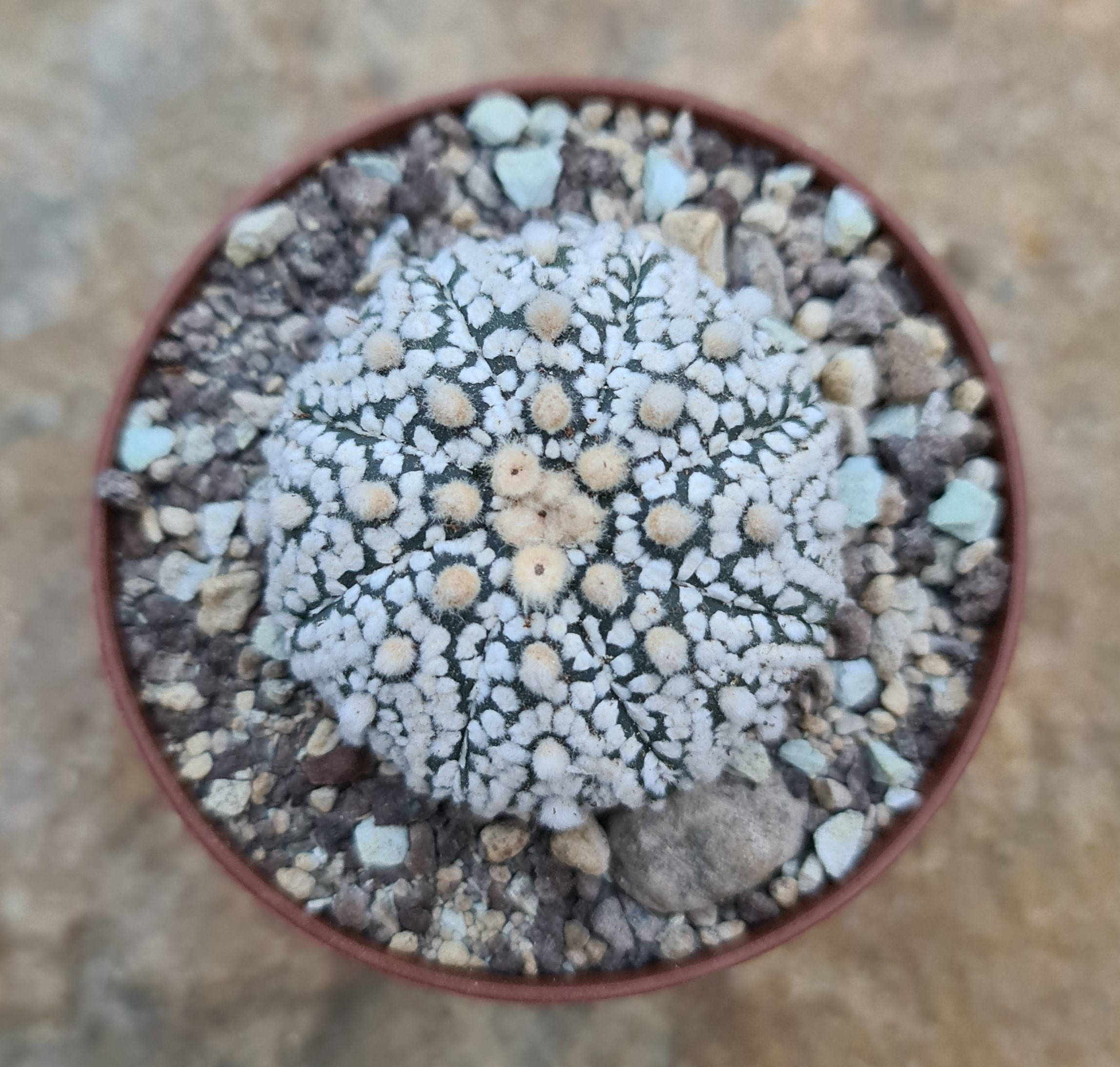 Astrophytum asterias cv. Super Kabuto