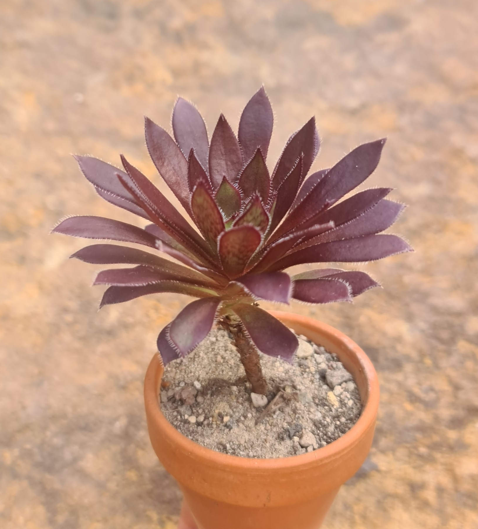 Aeonium simsii rubra - Helmut Matk Kakteenkulturen