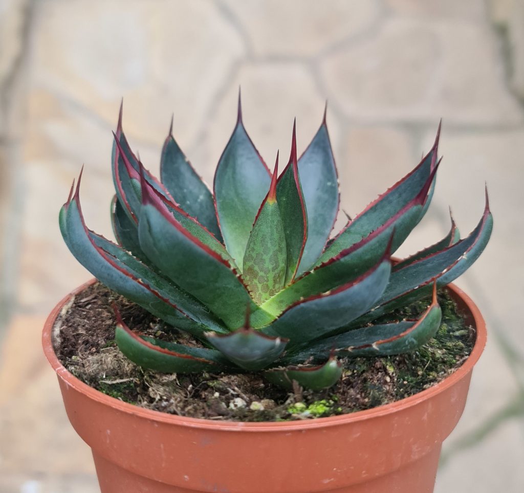 Agave cv. Manfreda hybrid - Helmut Matk Kakteenkulturen
